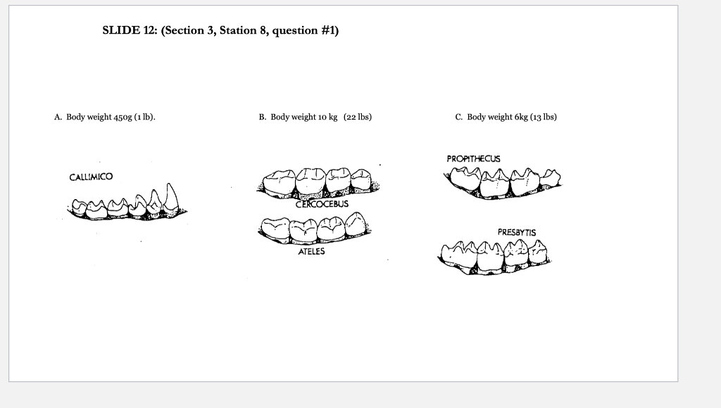 Station 9. Dietary Adaptations The development of | Chegg.com