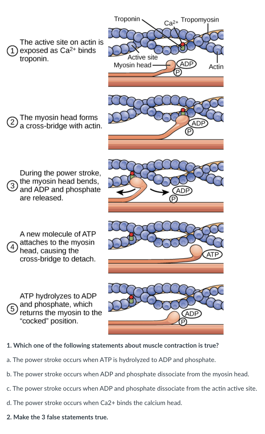 Solved The active site on actin is (1) exposed as Ca2+ binds | Chegg.com