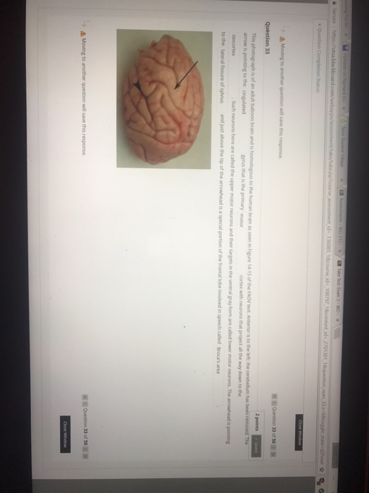 Solved This photograph is of an adult baboon brain and is | Chegg.com