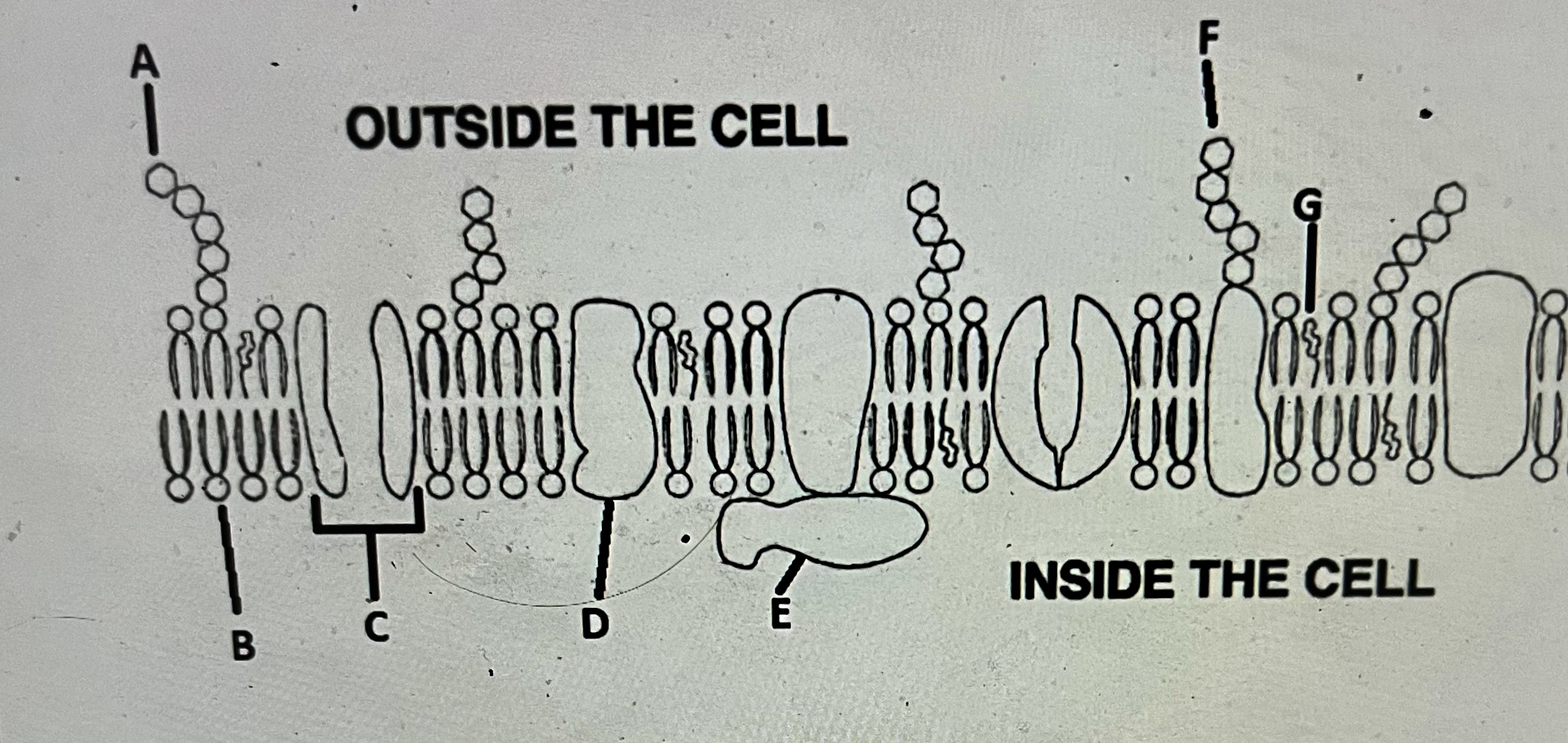 Solved [ Choose ] Peripheral Protein Channel Glycolipid | Chegg.com