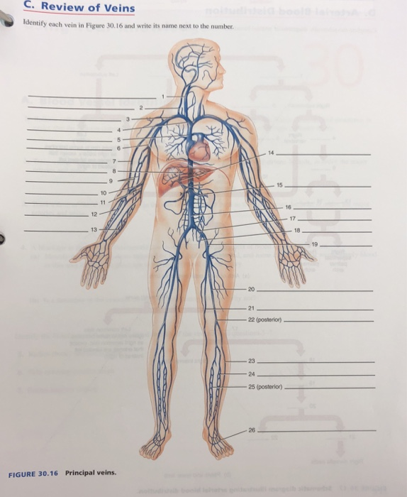 Solved C. Review of Veins Identify each vein in Figure 30.16 | Chegg.com