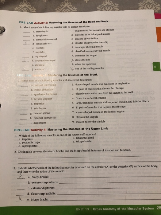 Solved PRE-LAB Activity 2: Mastering the Muscles of the Head | Chegg.com