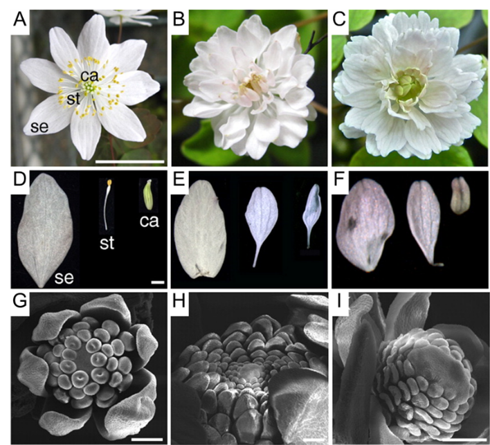 Figure 3. Morphology and development of | Chegg.com