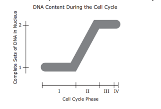 Solved The model represents the change in the DNA content of | Chegg.com