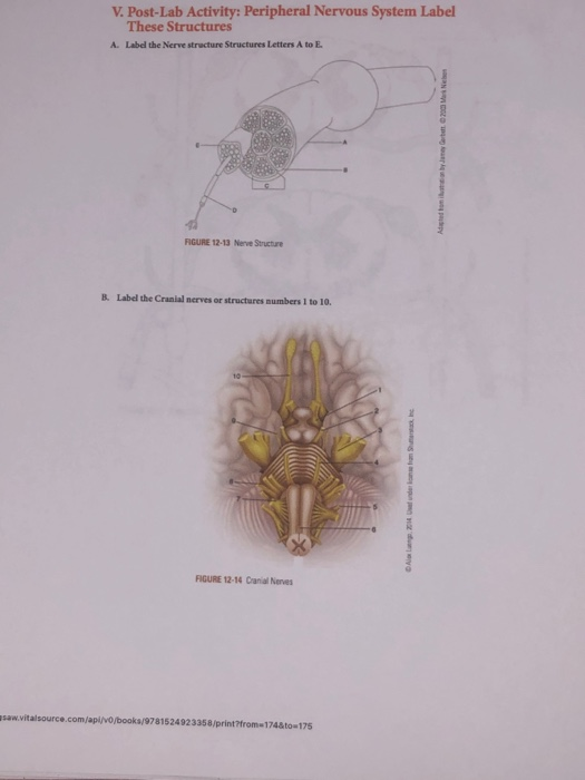 Solved V. Post-Lab Activity: Peripheral Nervous System Label | Chegg.com