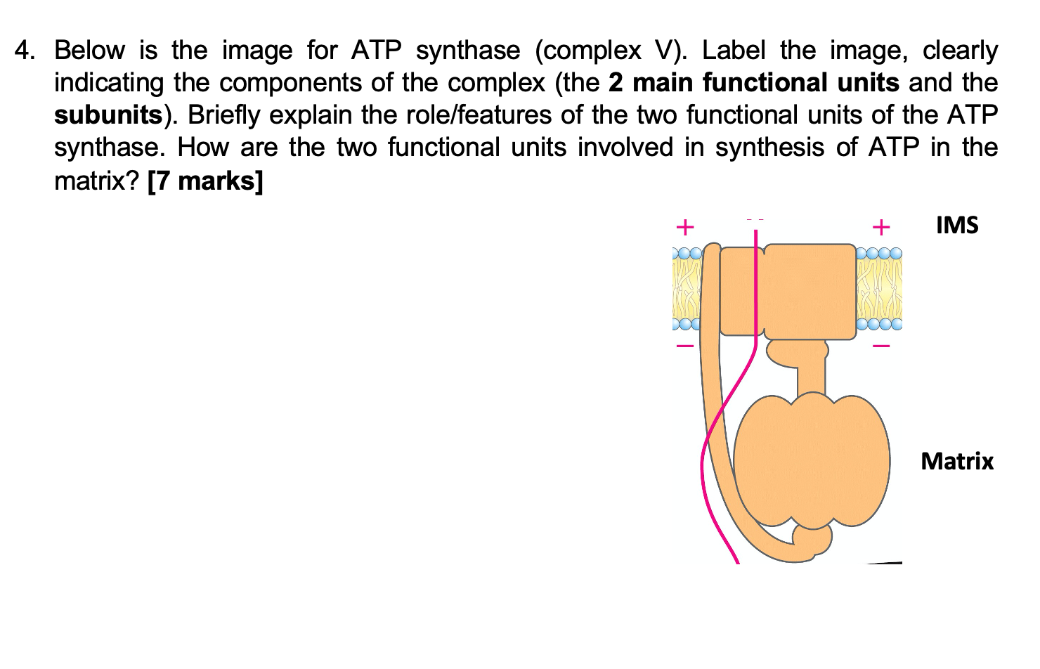 Solved Below is the image for ATP synthase (complex V). | Chegg.com