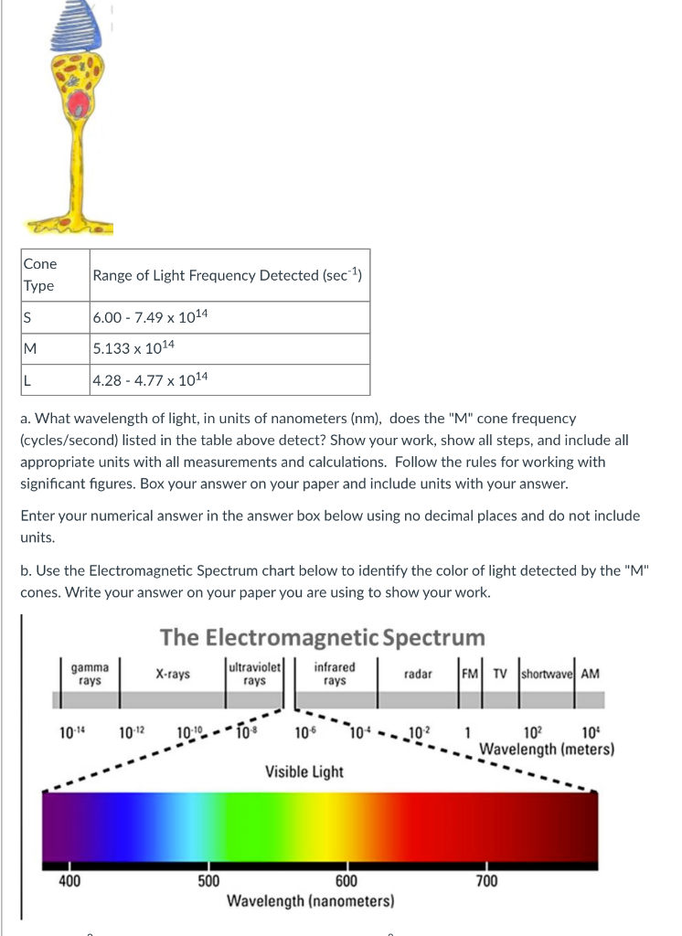 Solved Cone Type Range of Light Frequency Detected (sec 1) S | Chegg.com