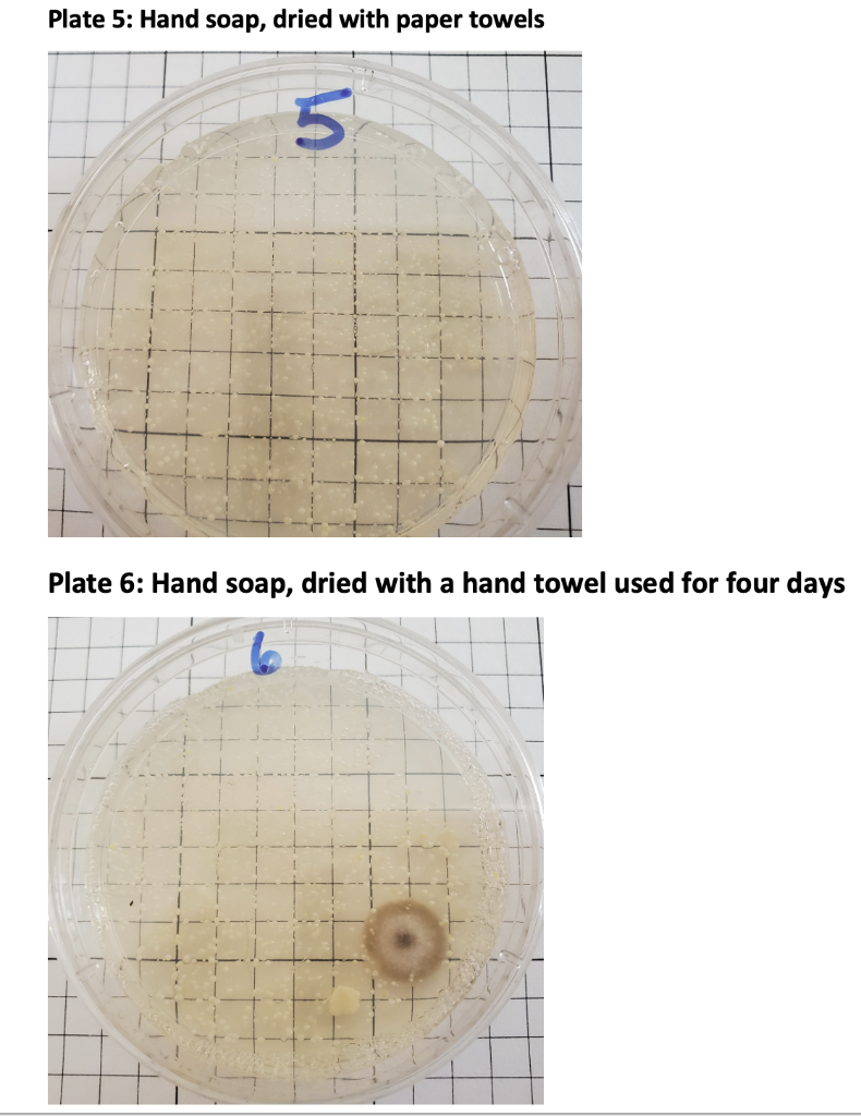 Solved Plate 1: Dirty Hands Plate 2: Hands rinsed with tap | Chegg.com
