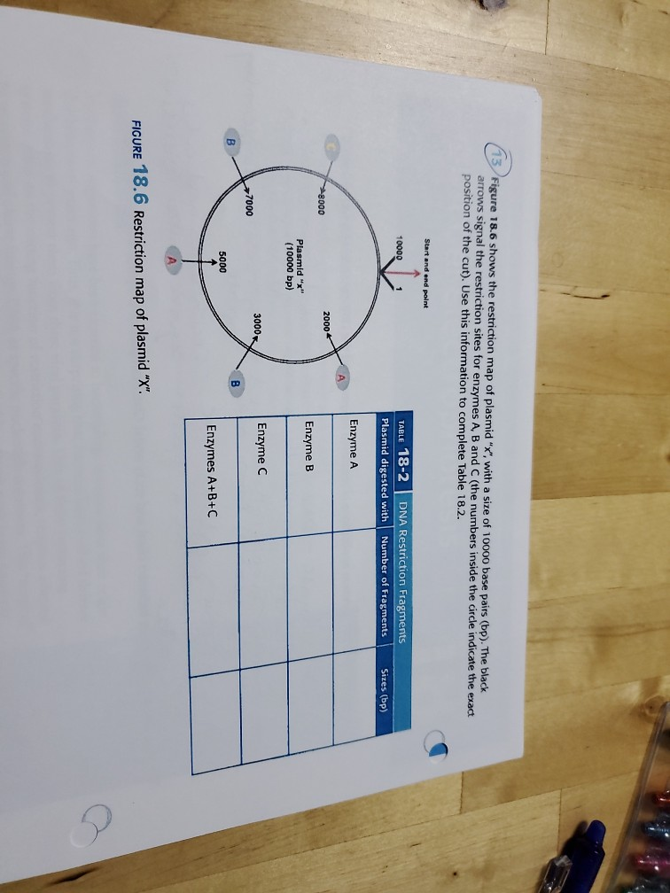Solved Figure 18.6 shows the restriction map of plasmid "x", | Chegg.com