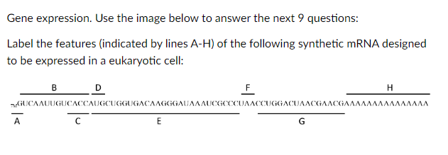 Solved Gene expression. Use the image below to answer the | Chegg.com