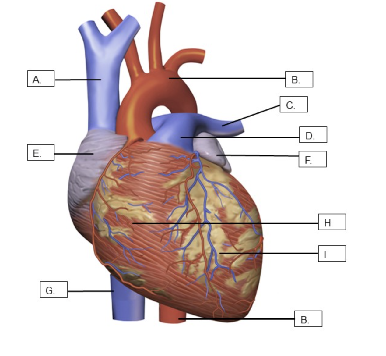 Solved Inferior vena cava Pulmonary vein Superior vena | Chegg.com