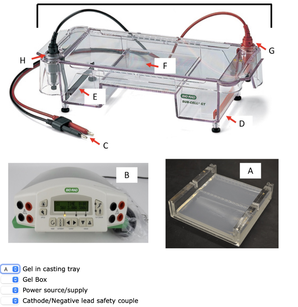 Solved F E GIO RAD SUE-CELL GT A B BIO RAD A Gel in casting | Chegg.com