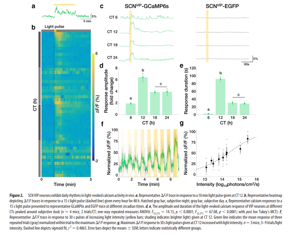 Solved Figure 2. SCN VIP neurons exhibit daily rhythms in | Chegg.com
