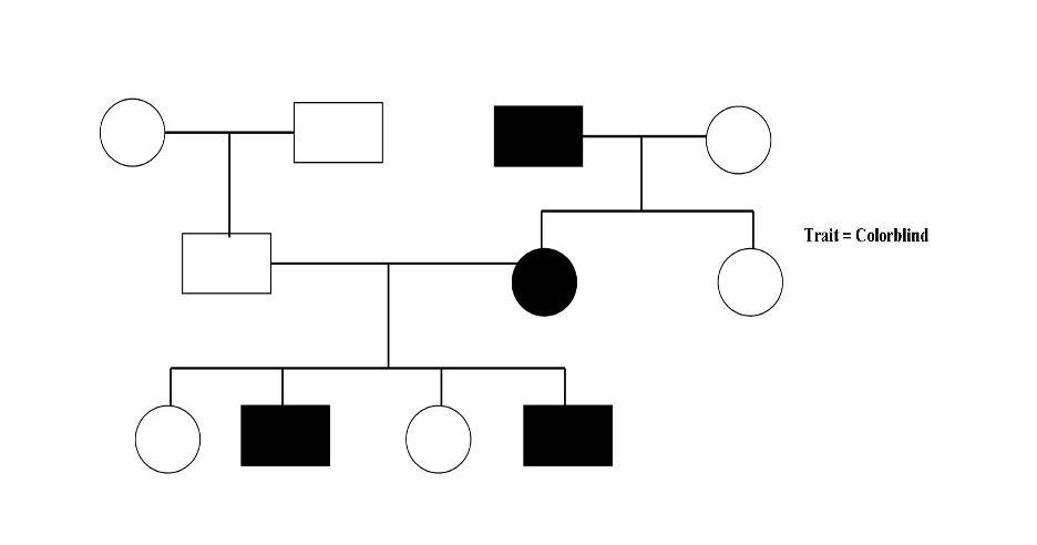 Solved Directions: Eye Color. Determine the genotype, if | Chegg.com