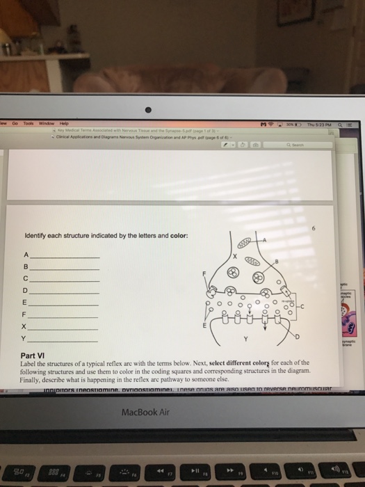 Solved Identify each structure indicated by the letters and | Chegg.com