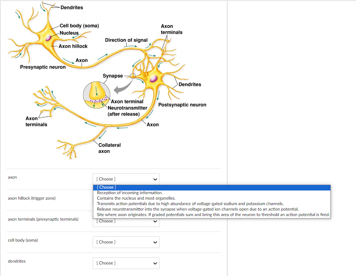 Solved axon terminals (presynaptic terminals) cell body | Chegg.com