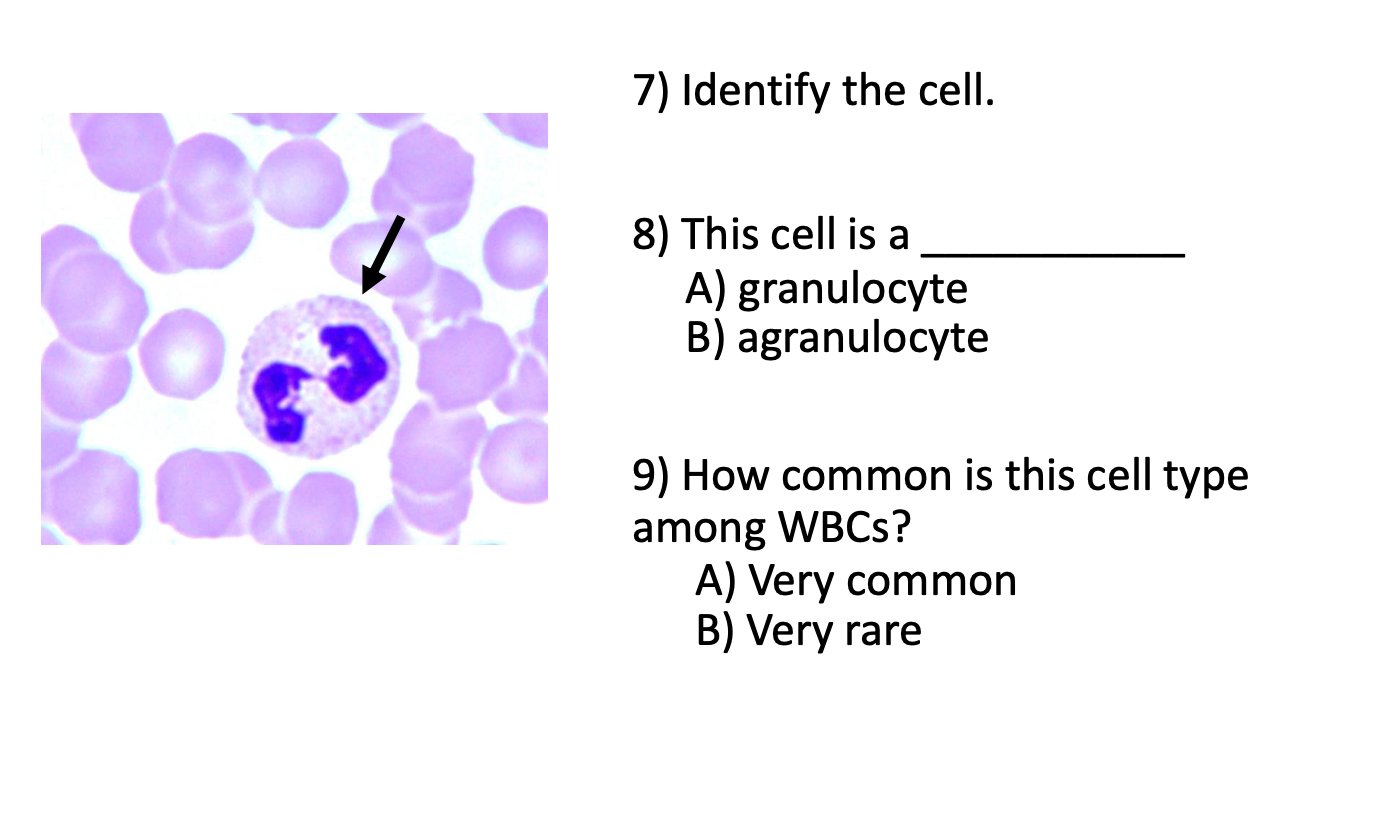 Solved 1) Identify the cell. 2) This cell is a A) | Chegg.com