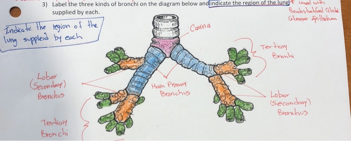 Solved Label the three kinds of bronchi on the diagram below | Chegg.com