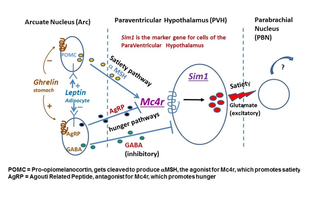 Solved Truncation mutations in the POMC gene are present in | Chegg.com