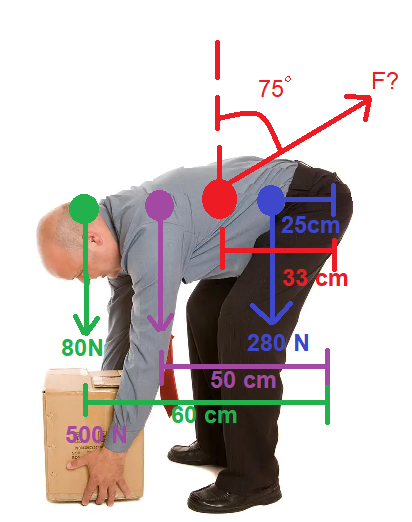 Solved When lifting a box off the ground, the back muscles | Chegg.com