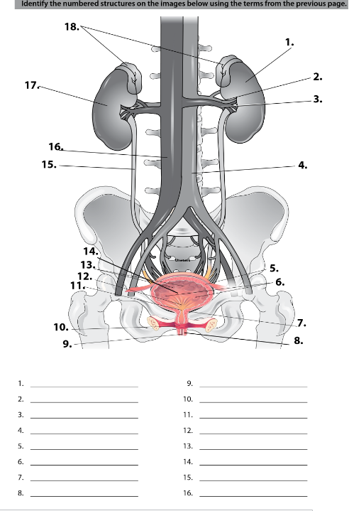 Solved Station 1: Urinary System Overview: Kidneys, Ureters, | Chegg.com
