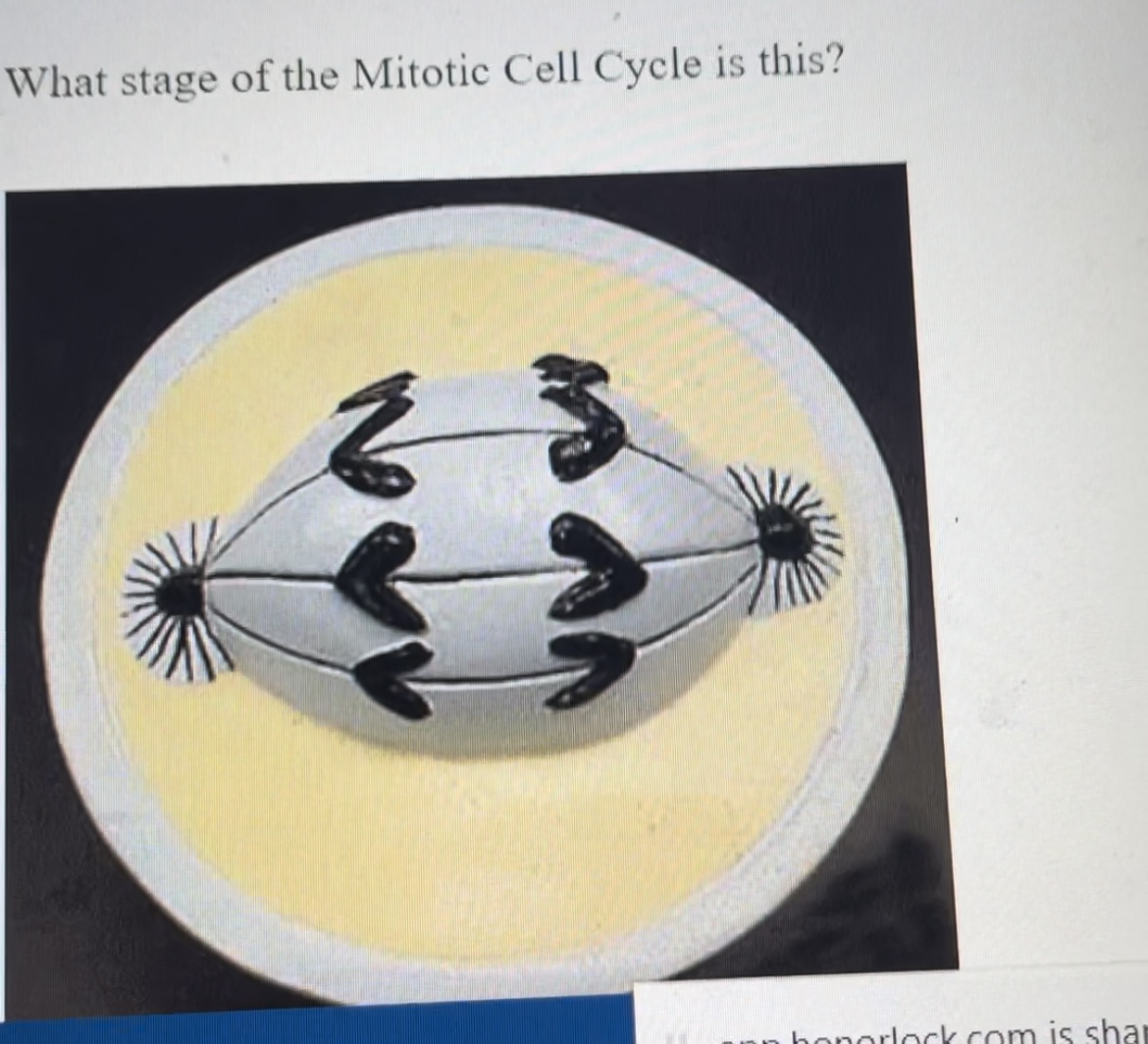 Solved What stage of the Mitotic Cell Cycle is this? | Chegg.com