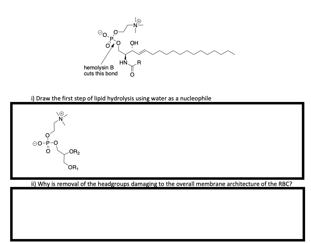 Solved 2b S Aureus Hemolysin B Attacks The Rbc Cell