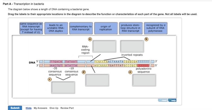 Solved The diagram below shows a length of DNA containing a | Chegg.com
