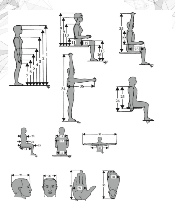 Solved Question 3 (40 points): Anthropometric consideration | Chegg.com