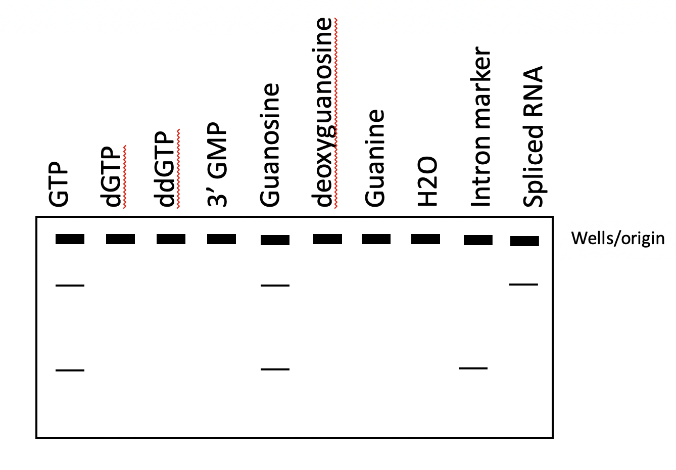 Solved You are studying the self-splicing Group I introns | Chegg.com