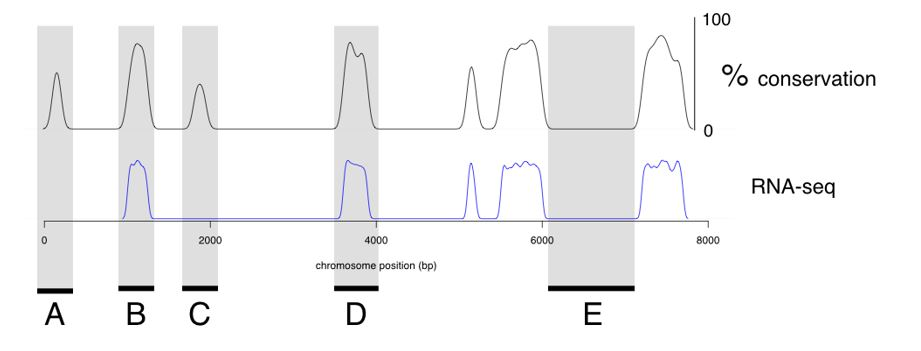 Solved Below is shown an 8kb region of the human genome, | Chegg.com