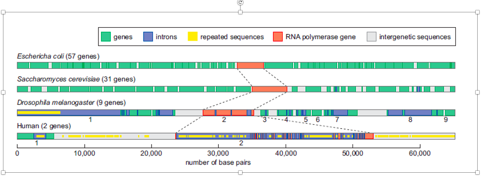 Solved Please compare the 65 kb long DNA region in different | Chegg.com