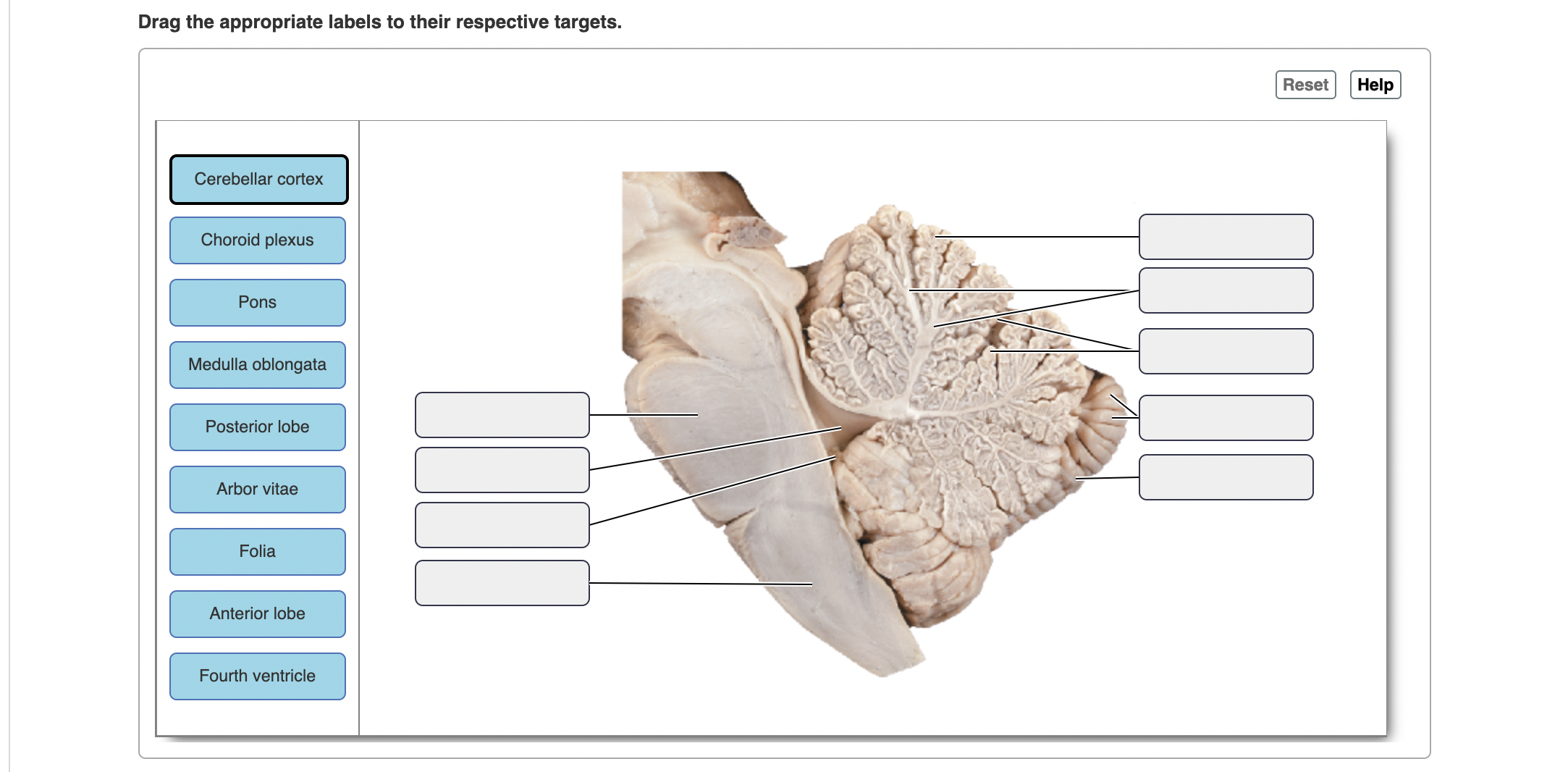 Drag the appropriate labels to their respective | Chegg.com