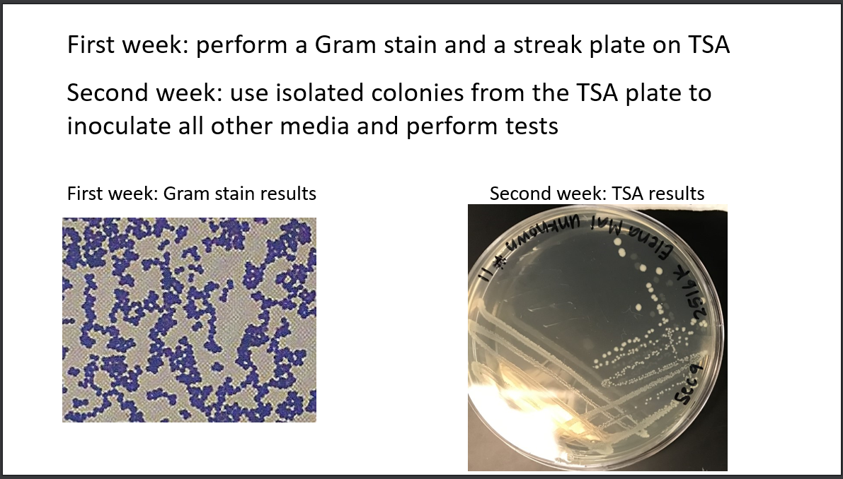 Solved First week: perform a Gram stain and a streak plate | Chegg.com