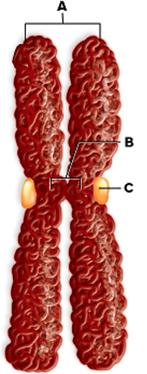 Solved Label structures A, B and C in the figure picking 3 | Chegg.com