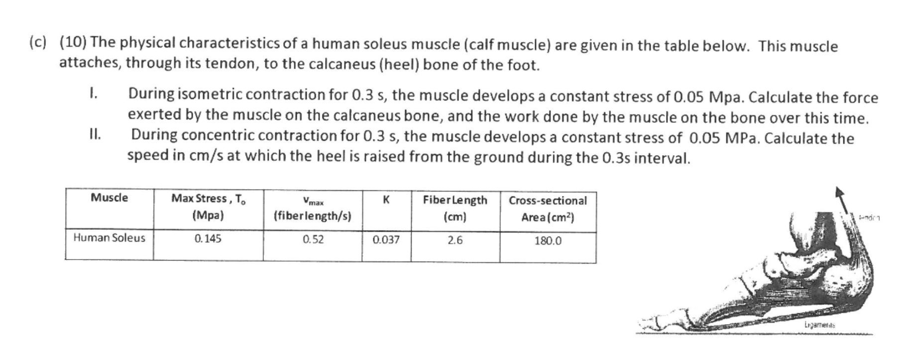 Solved You have to use HIlls equation for muscle contraction | Chegg.com