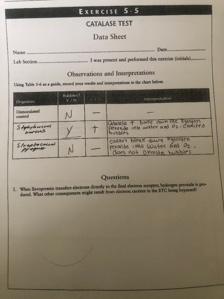 EXERCISE 5 - 5 CATALASE TEST Data Sheet Name | Chegg.com