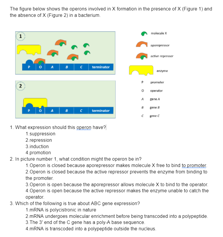 [Solved]: The figure below shows the operons involved in