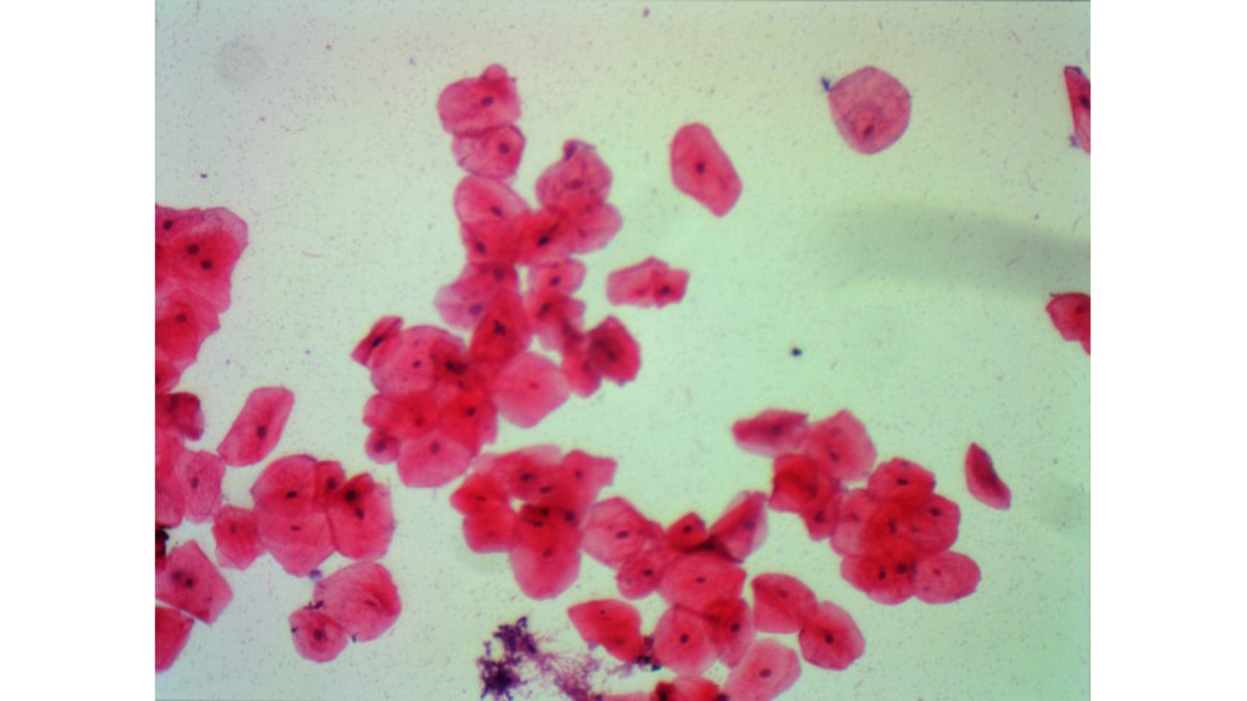 Solved Describe the characteristics of the Mixed Prokaryote | Chegg.com