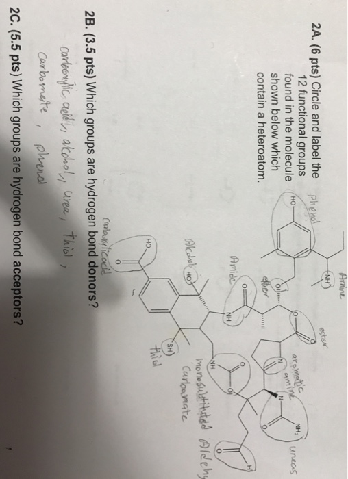 Solved Circle and label the 12 functional groups found in | Chegg.com