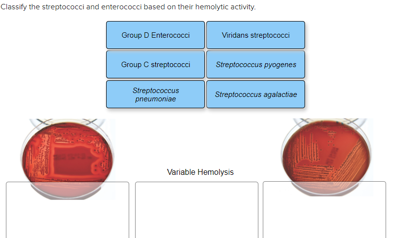 Solved Classify the streptococci and enterococci based on | Chegg.com