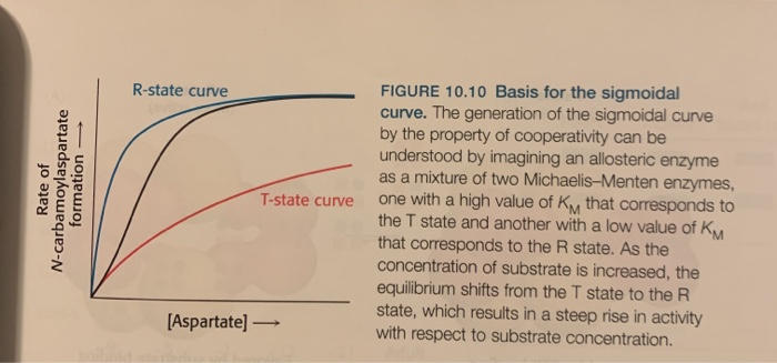 R-state curve Rate of N-carbamoylaspartate formation | Chegg.com