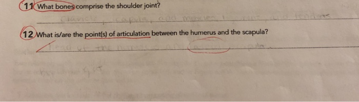 Solved 11 What Bones Comprise The Shoulder Joint At Is are Chegg solved-11-what-bones-comprise-the-shoulder-joint-at-is-are-chegg