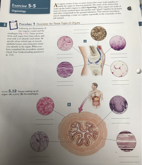 Solved Exercise 5-5 Organology Il organs consist of two or | Chegg.com
