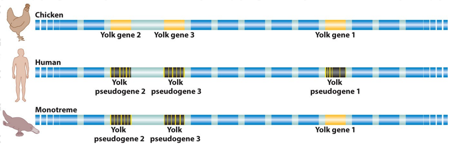 Solved This is a genetics question, Chegg doesn't let me | Chegg.com