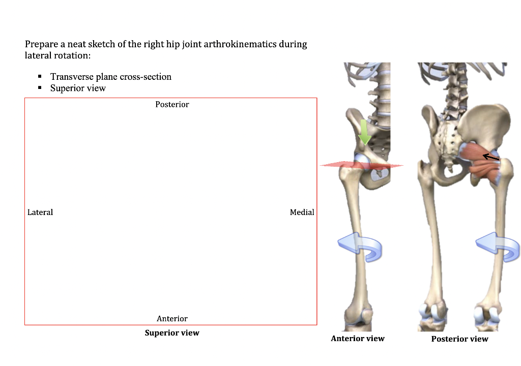 Solved Prepare a neat sketch of the right hip joint | Chegg.com