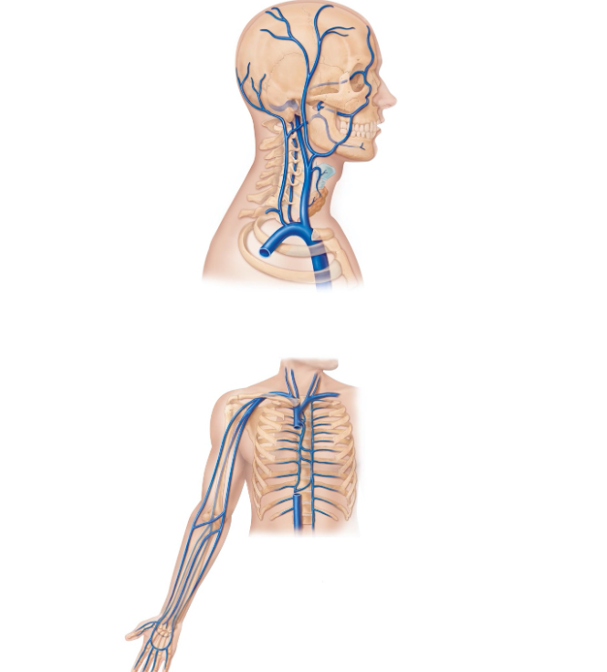 Solved 2. Using your vessel list label all vein figures | Chegg.com