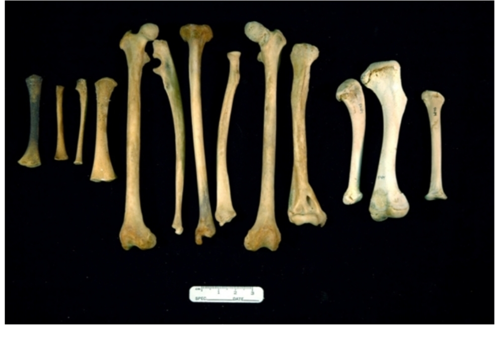 Examine the picture below. Which procedures would you | Chegg.com