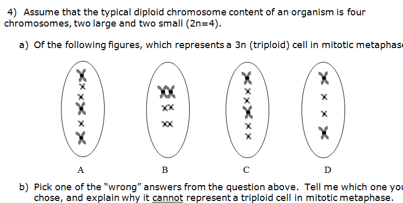 Solved 4) Assume that the typical diploid chromosome content | Chegg.com