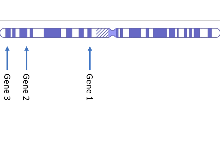 Solved The figure below shows the location of 3 genes. | Chegg.com